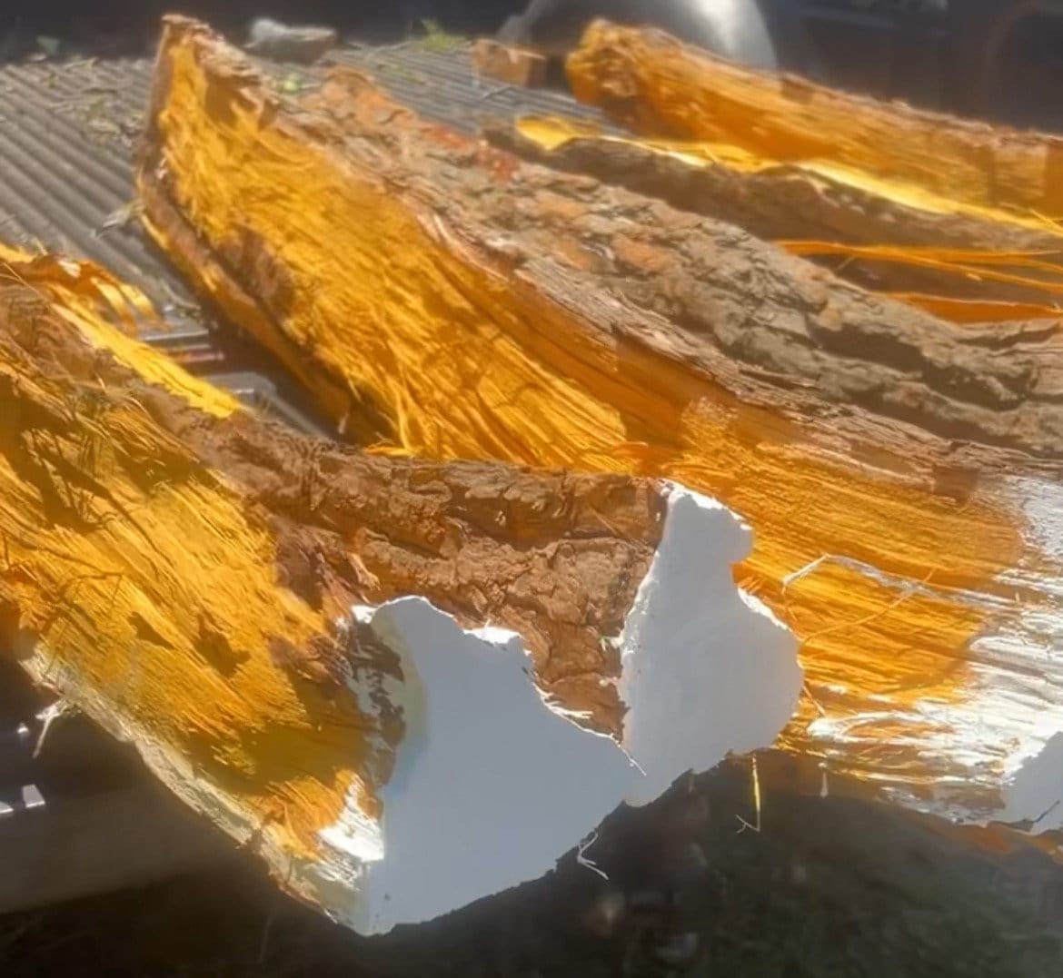 Bois D’arc Bow Staves (osage Orange, Hedge, Bodark, Yew) - Various ...