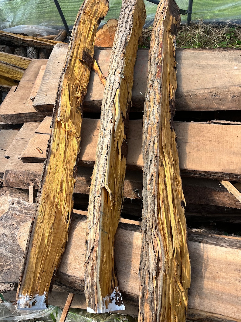 Bois D’arc Bow Staves (osage Orange, Hedge, Bodark, Yew) - Various ...