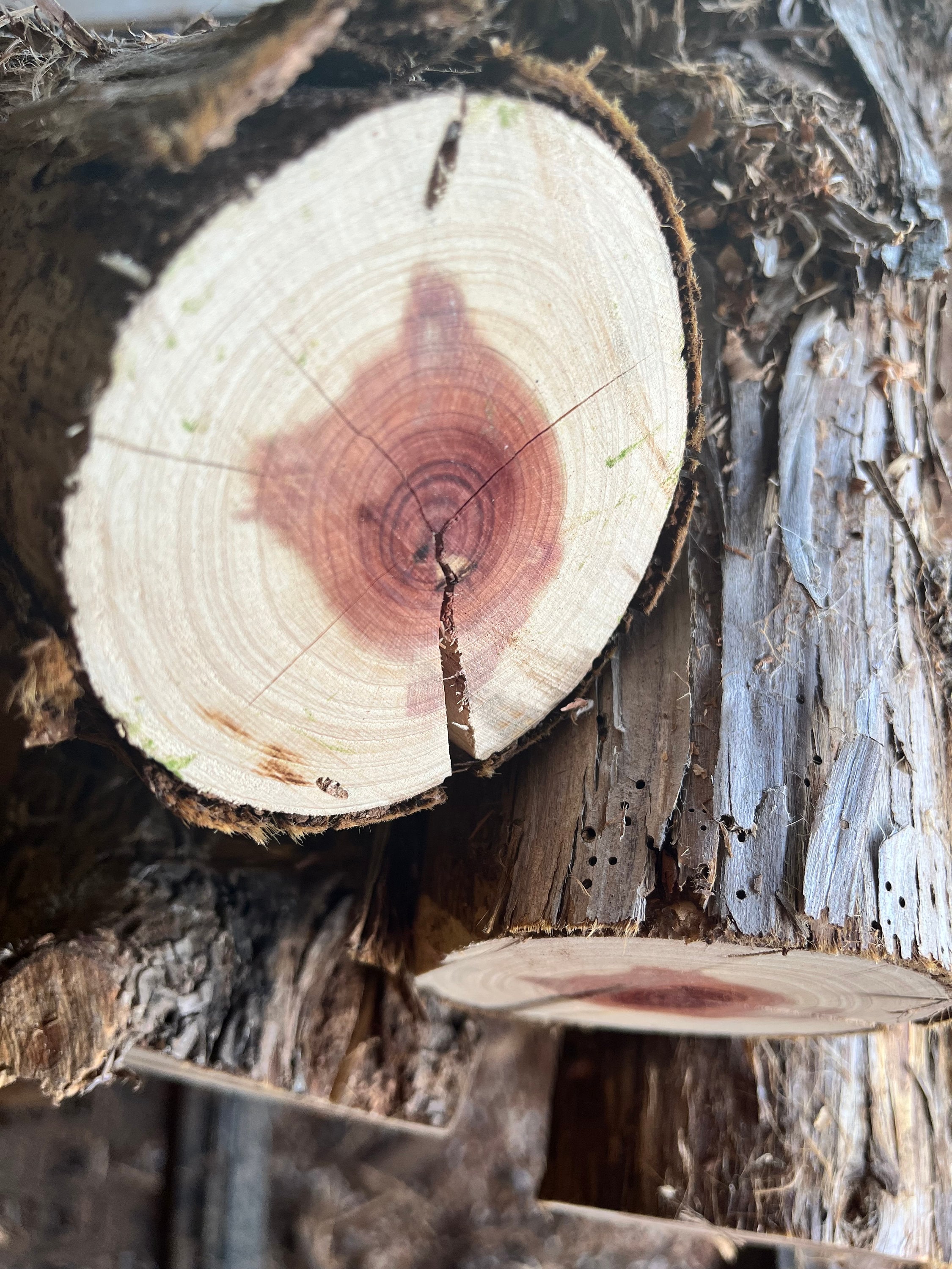 Two (2) Large Aromatic Cedar Turning Blanks (eastern Red Cedar ...