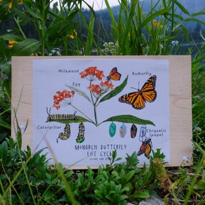 Monarch Butterfly Life Cycle - Etsy
