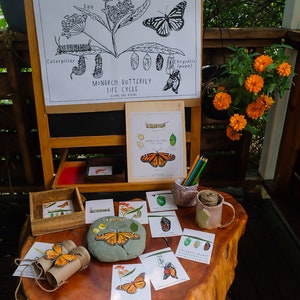 Monarch Butterfly Life Cycle - Etsy