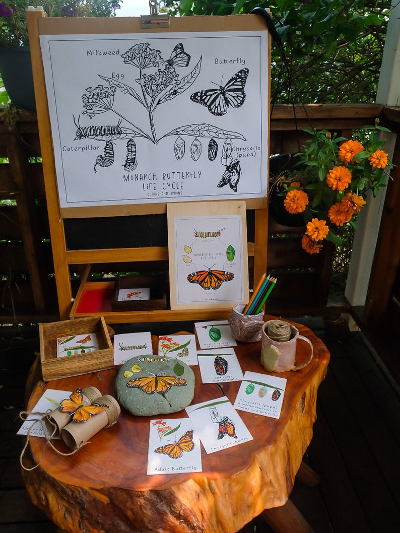 Monarch Butterfly Life Cycle - Etsy