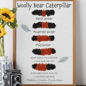 Woolly Bear Folklore Winter Predictions - Etsy