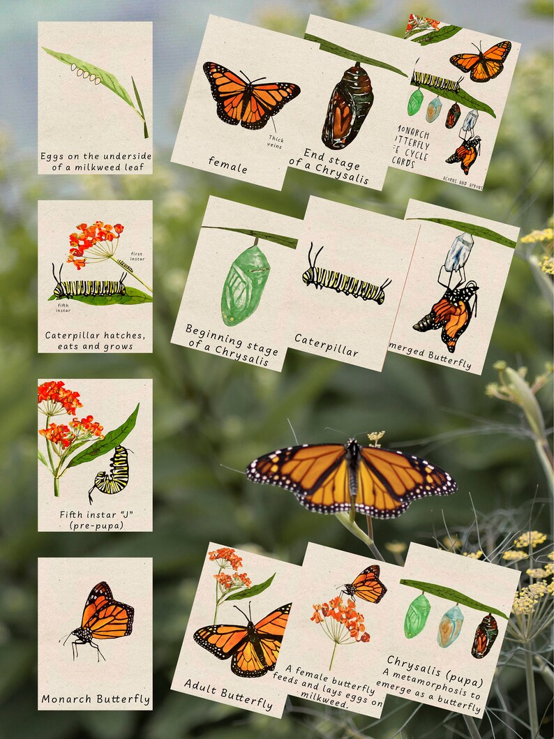Monarch Butterfly Life Cycle - Etsy