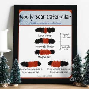 Woolly Bear Folklore Winter Predictions - Etsy