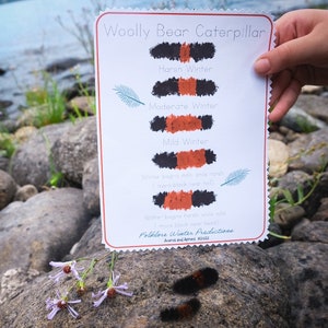 Woolly Bear Caterpillar Folklore EXTENDED With DIY CRAFTS - Etsy
