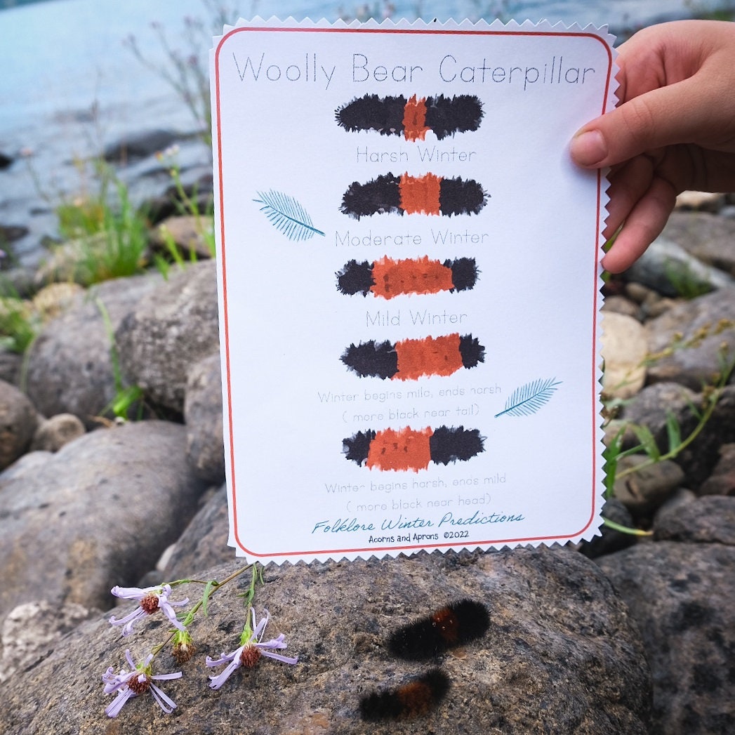 Woolly Bear Caterpillar Folklore EXTENDED With DIY CRAFTS - Etsy