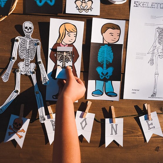 Bones - Human Skeleton Learning Pack - Etsy