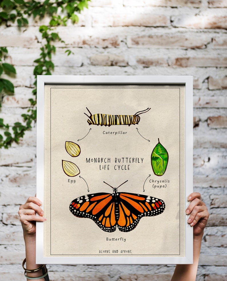Monarch Butterfly Life Cycle - Etsy
