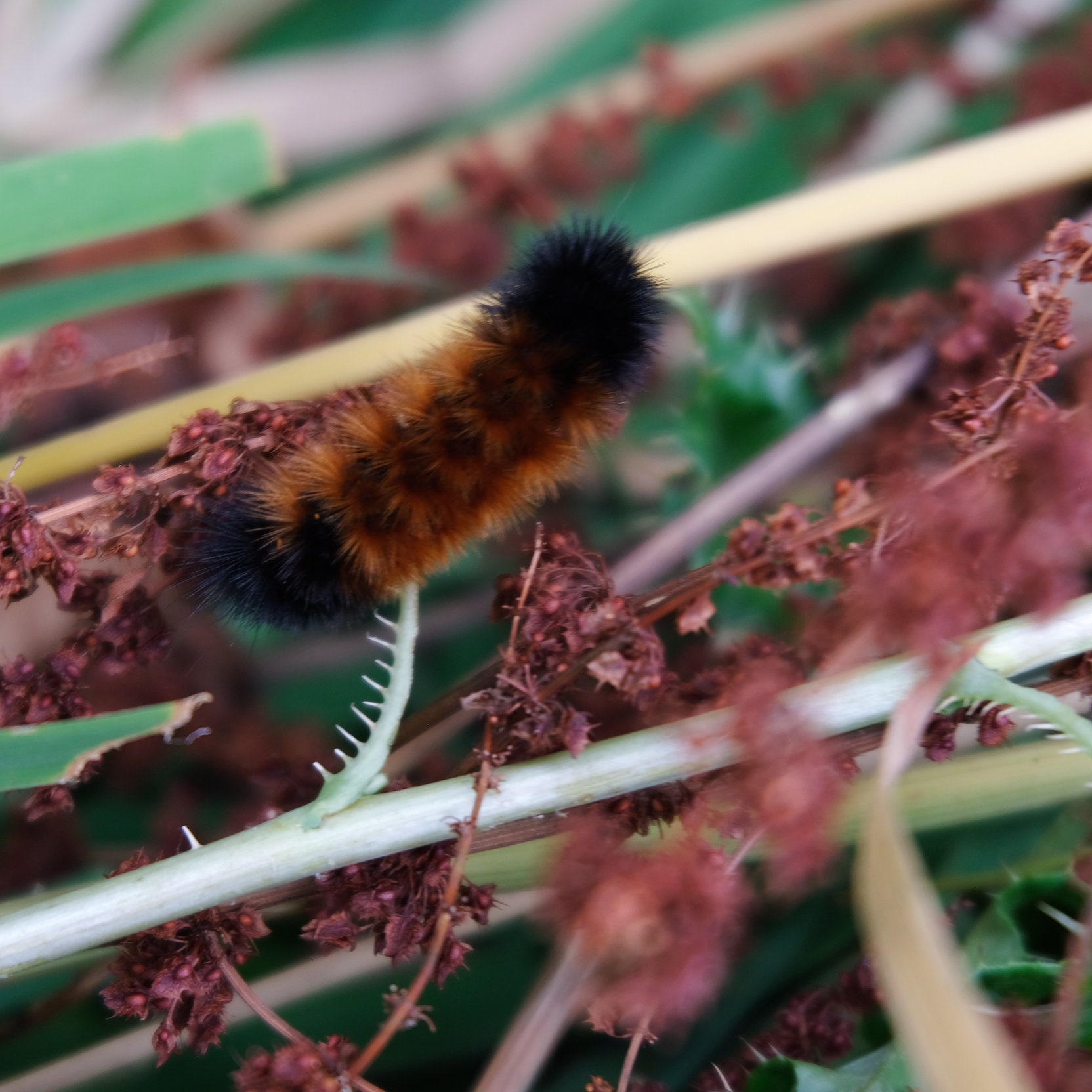 Woolly Bear Folklore Winter Predictions - Etsy