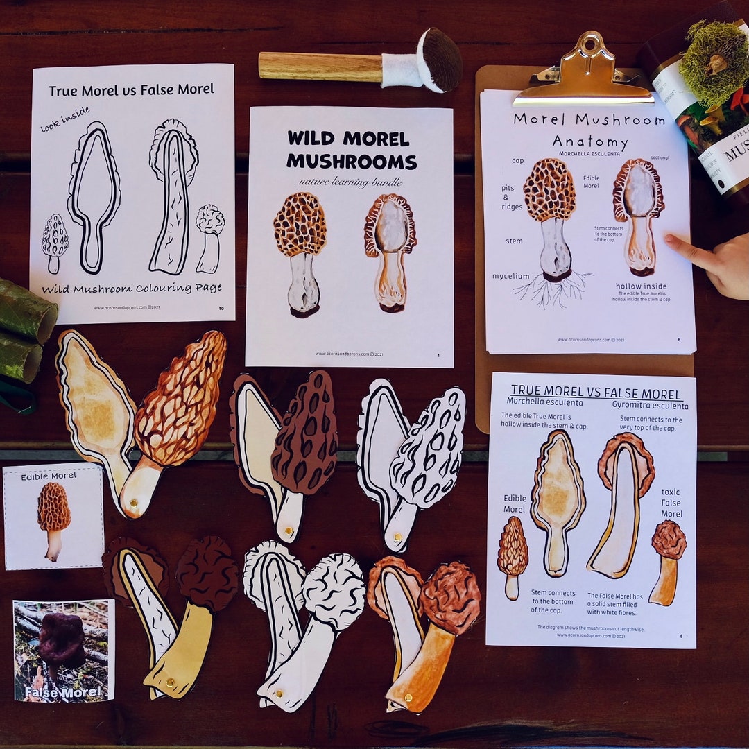 Morel Bundle - Etsy