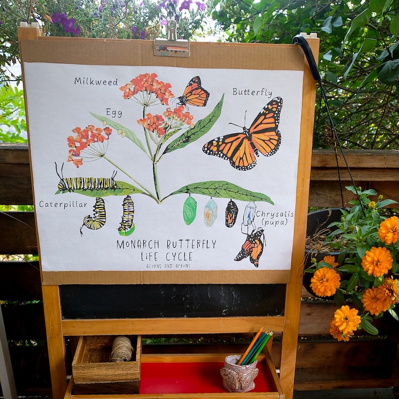 Ciclo de vida de la mariposa monarca - Etsy México