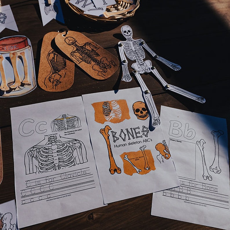 Bones - Human Skeleton Learning Pack - Etsy