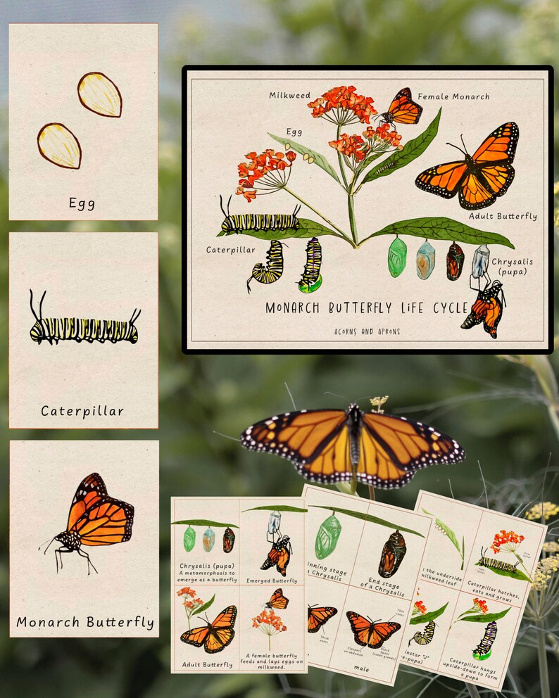 Monarch Butterfly Life Cycle - Etsy
