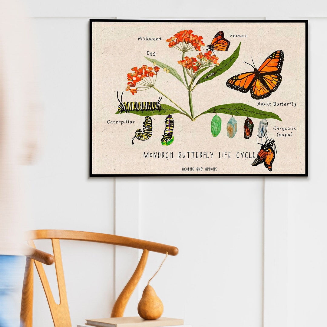 Monarch Butterfly Life Cycle - Etsy