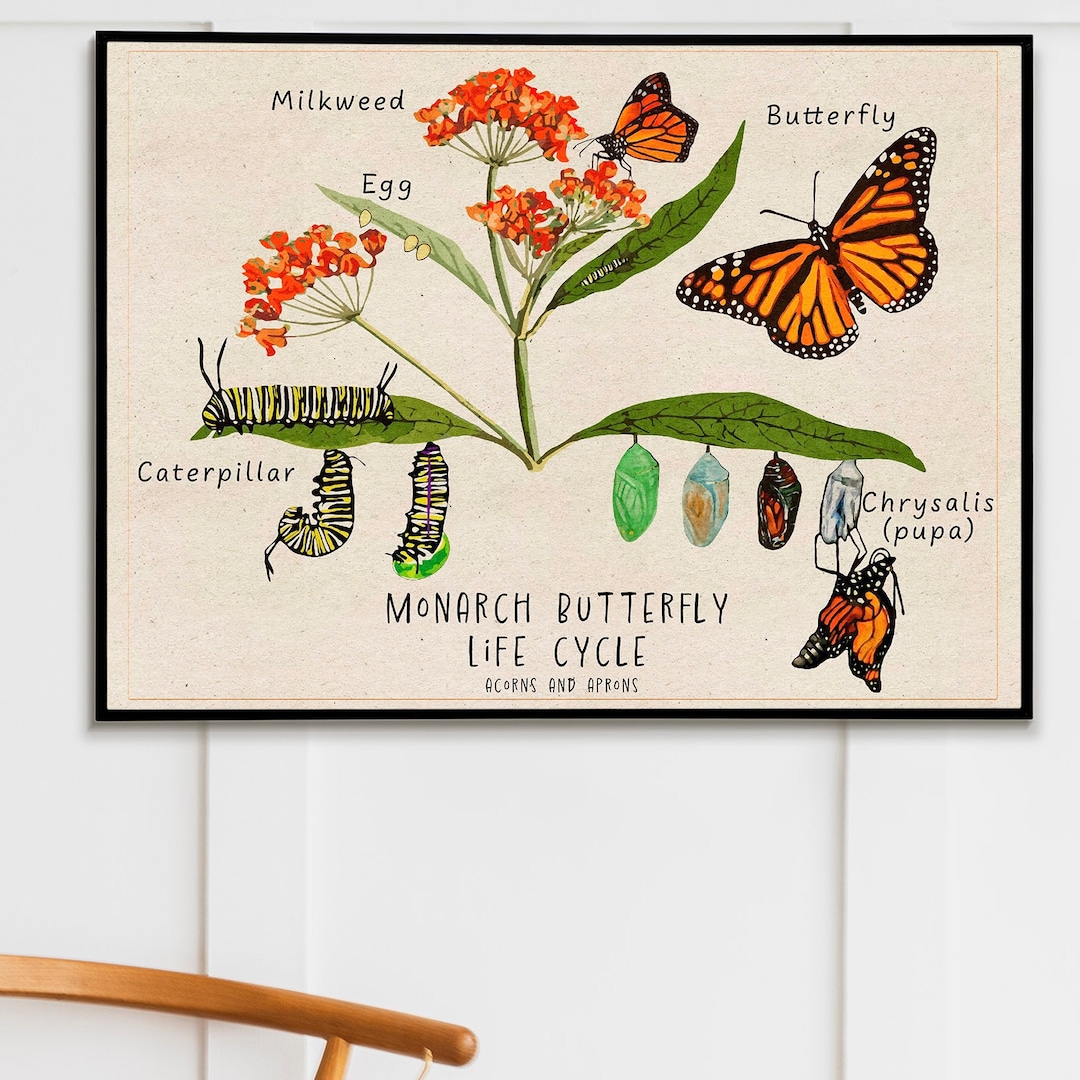 Monarch Butterfly Life Cycle - Etsy