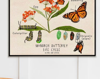 Monarch Butterfly Life Cycle Watercolor Poster - Etsy
