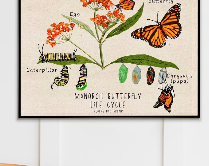 Monarch Butterfly Life Cycle - Etsy