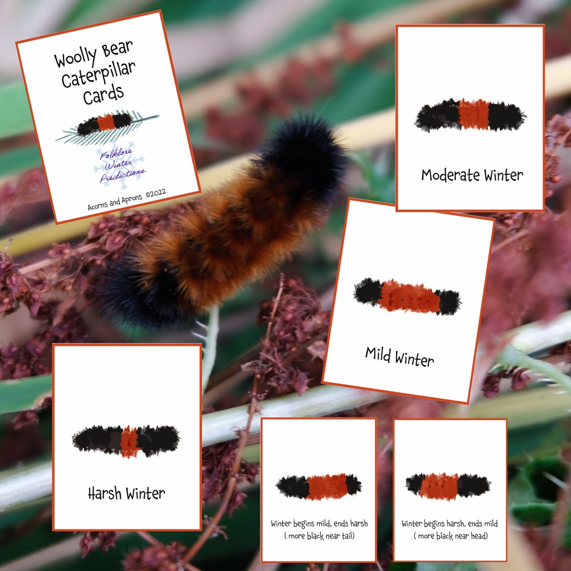 Woolly Bear Caterpillar Folklore EXTENDED With DIY CRAFTS - Etsy