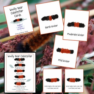 Woolly Bear Caterpillar Folklore EXTENDED With DIY CRAFTS - Etsy