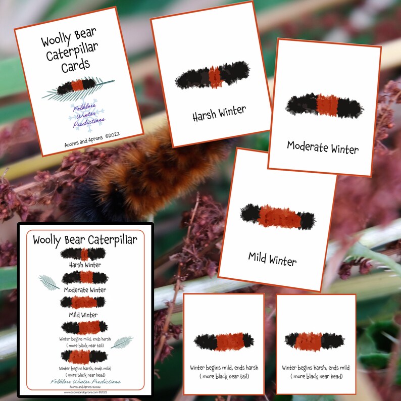 Woolly Bear Caterpillar Folklore EXTENDED With DIY CRAFTS - Etsy