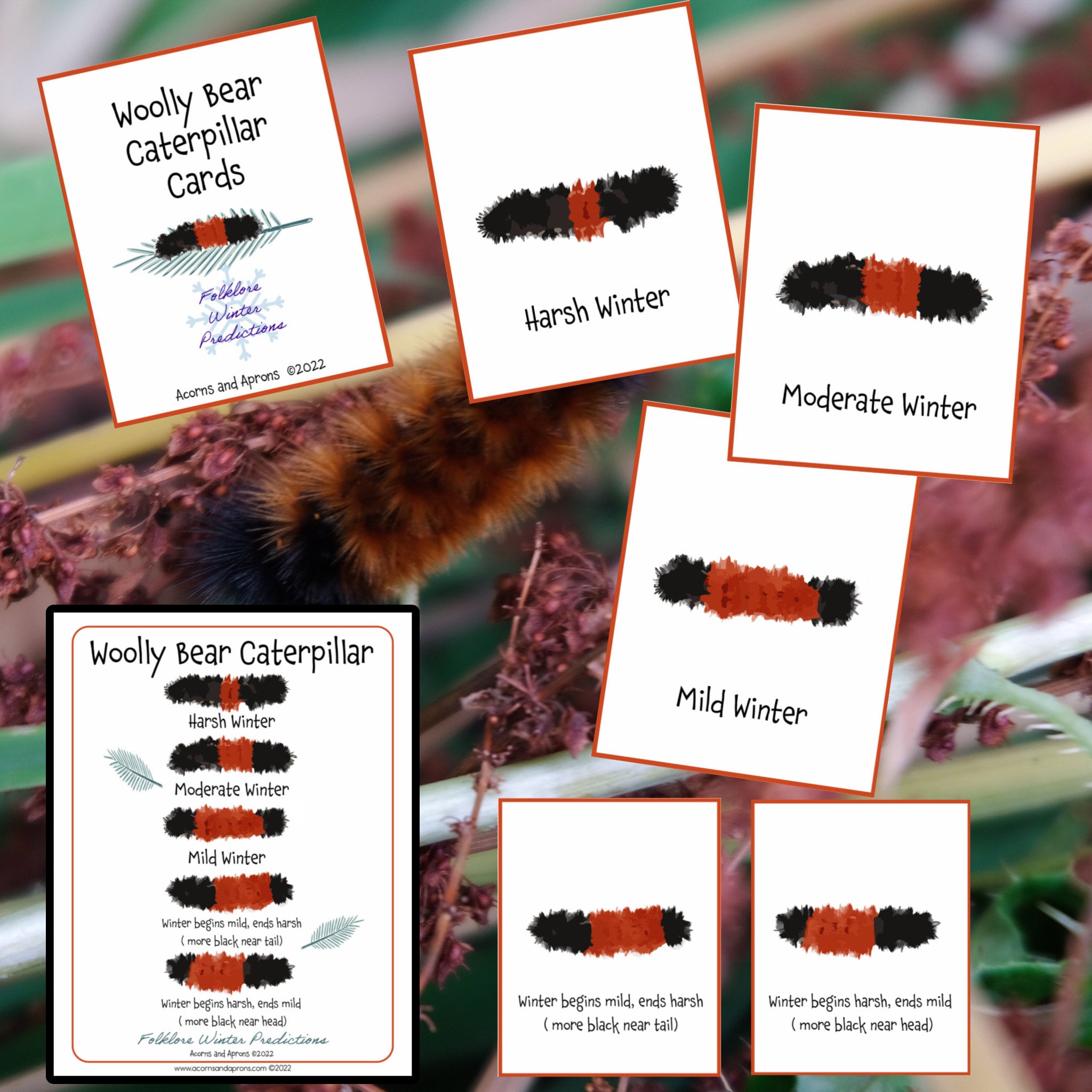 Woolly Bear Caterpillar Folklore EXTENDED With DIY CRAFTS - Etsy