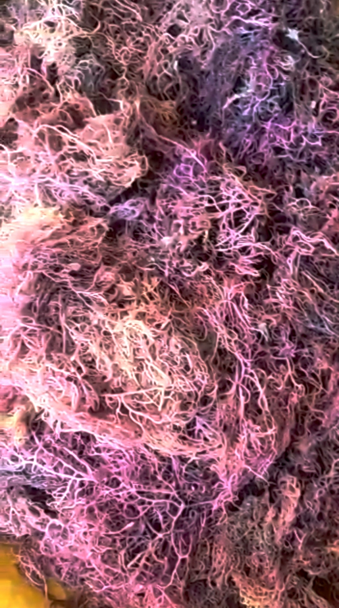 Purple Sea Moss - Etsy