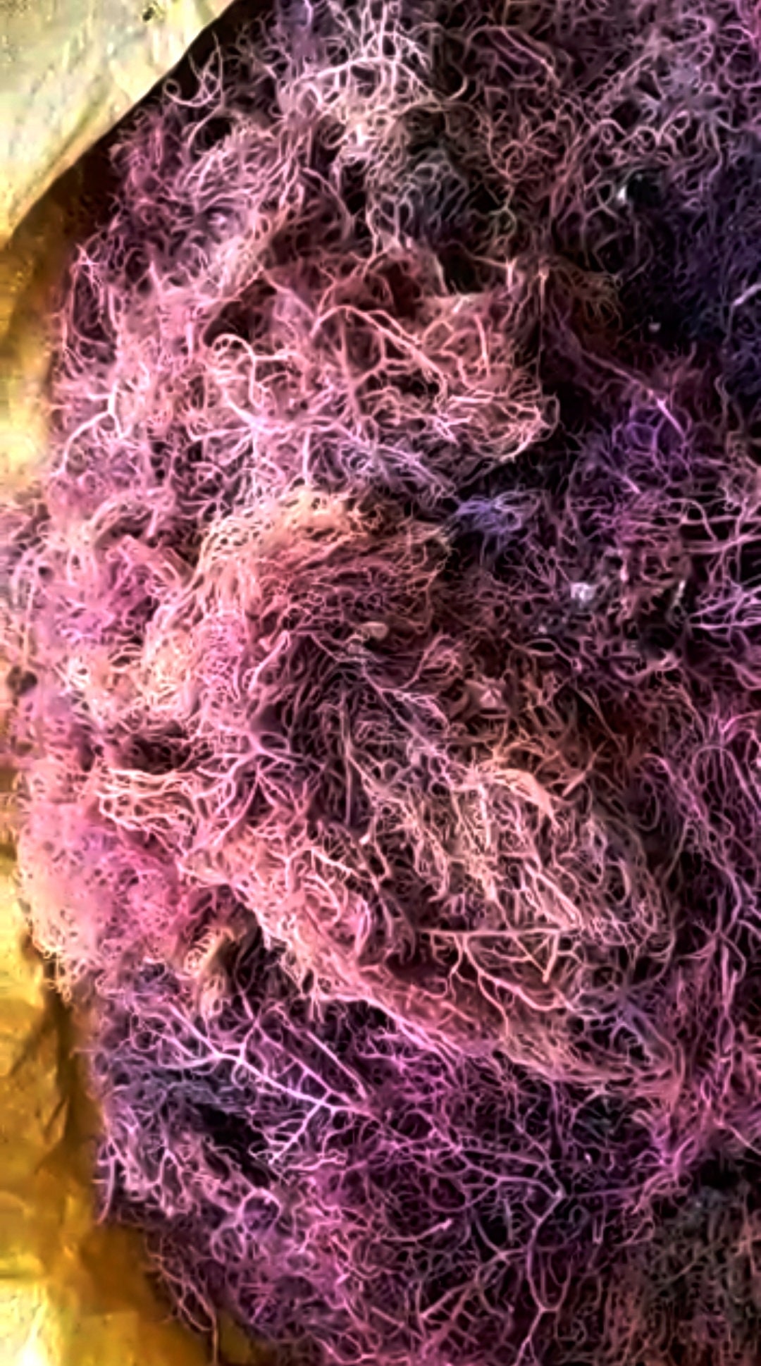 Purple Sea Moss - Etsy