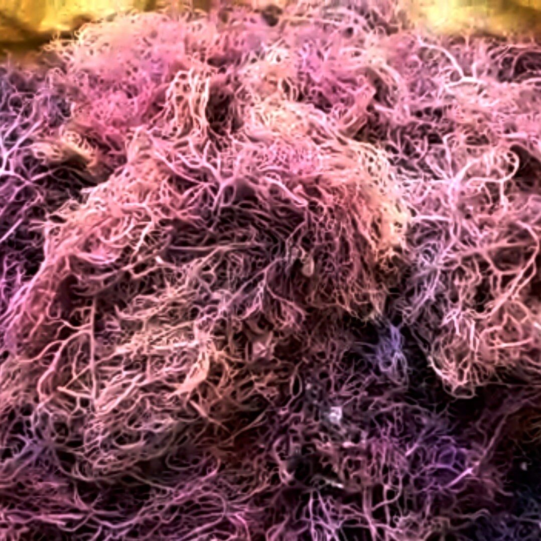 Purple Sea Moss - Etsy
