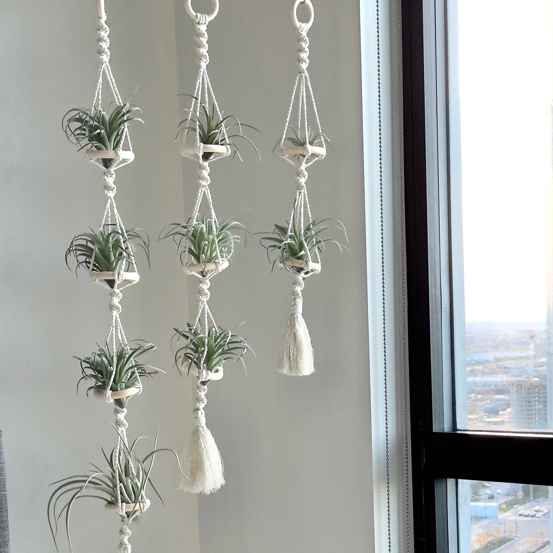 Air Plants and Air Plant Hanging Holder Handcrafted Cute Air Plants ...