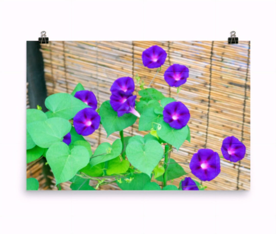 Japanese Morning Glories Luster Poster - Etsy