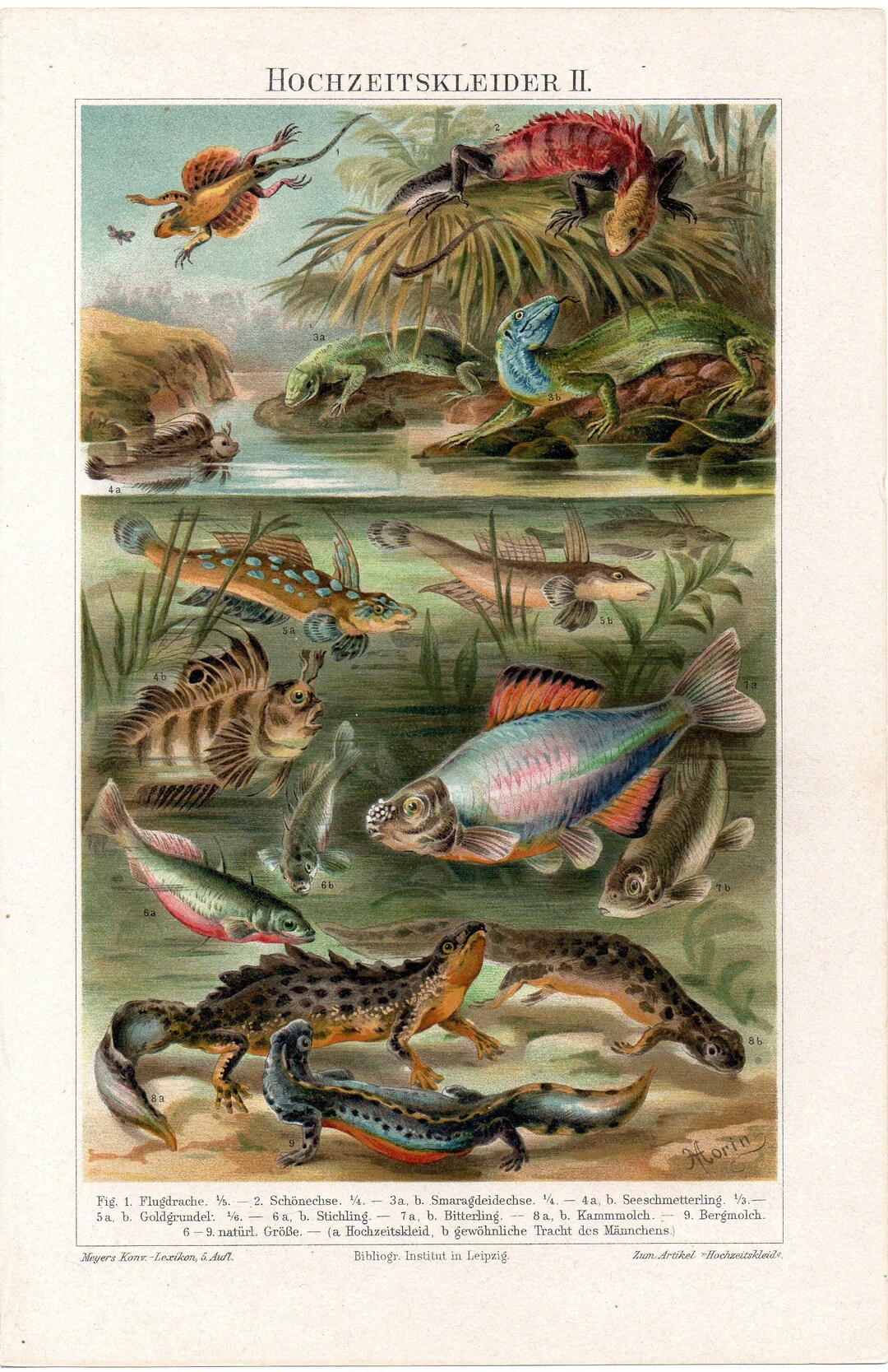 1897 Antique Original Lithograph Fish, Amphibians Zoology Old Color ...
