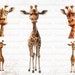 Funny Giraffe Clipart Bundle PNG Download, 300 DPI High Quality ...