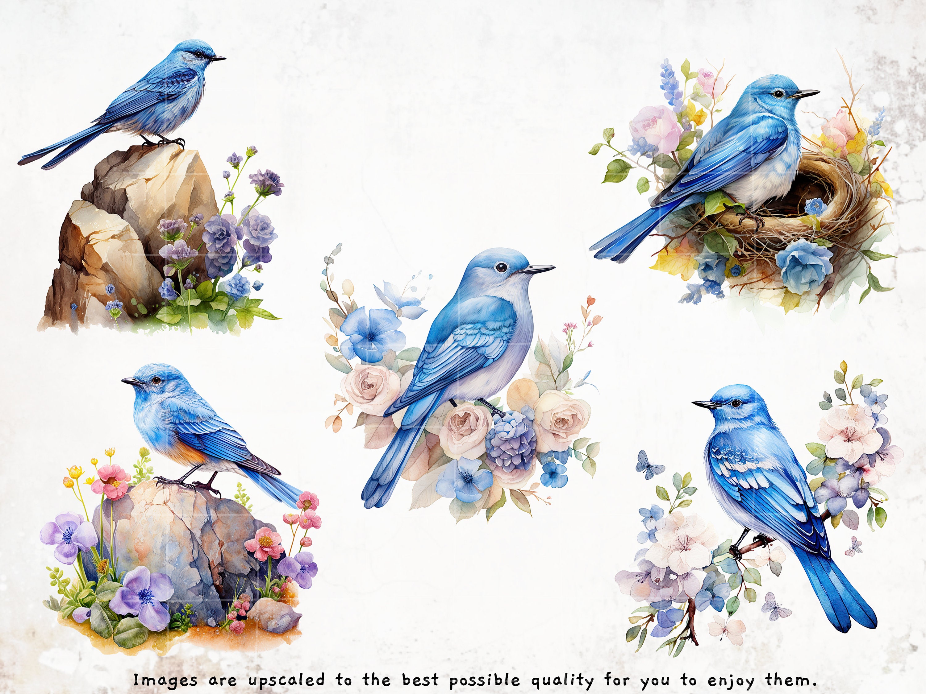 Mountain Bluebird Watercolor Clipart: Whimsical Bird Graphics (digital ...