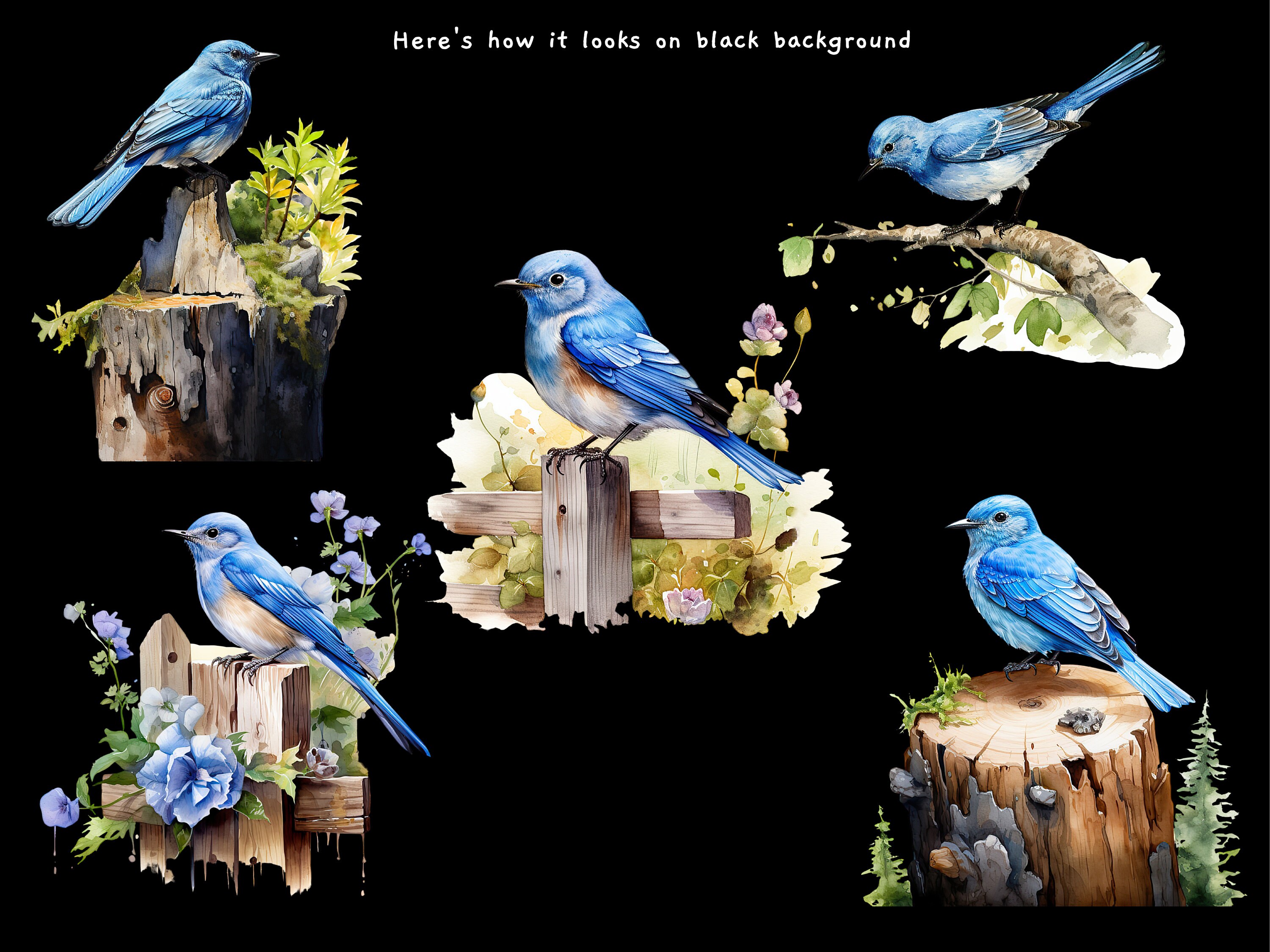 Mountain Bluebird Watercolor Clipart: Whimsical Bird Graphics (digital ...
