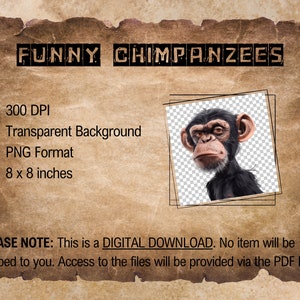 Funny Chimpanzee PNG Clipart, Hilarious Chimpanzee Face and Movements ...
