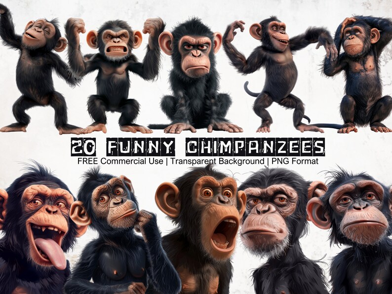 Funny Chimpanzee PNG Clipart, Hilarious Chimpanzee Face and Movements ...