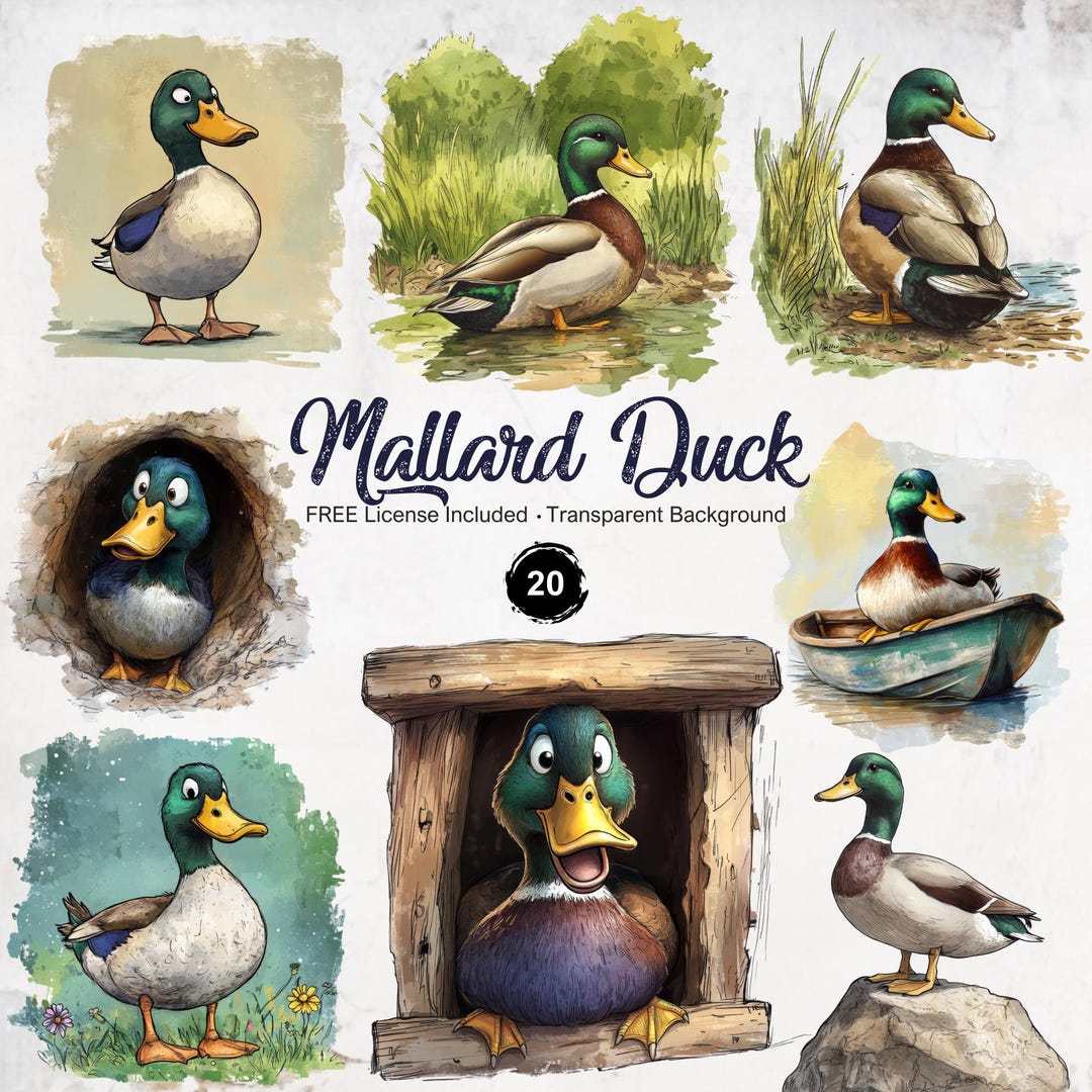 20 Mallard Duck Clipart Animal Graphics Watercolor Illustrations ...