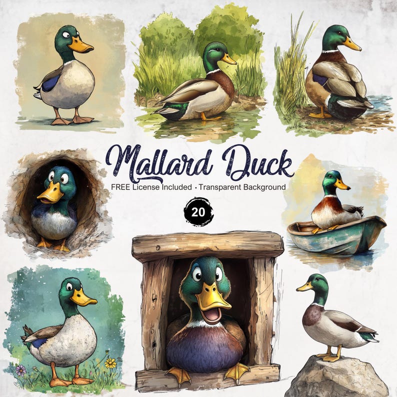 20 Mallard Duck Clipart Animal Graphics Watercolor Illustrations ...