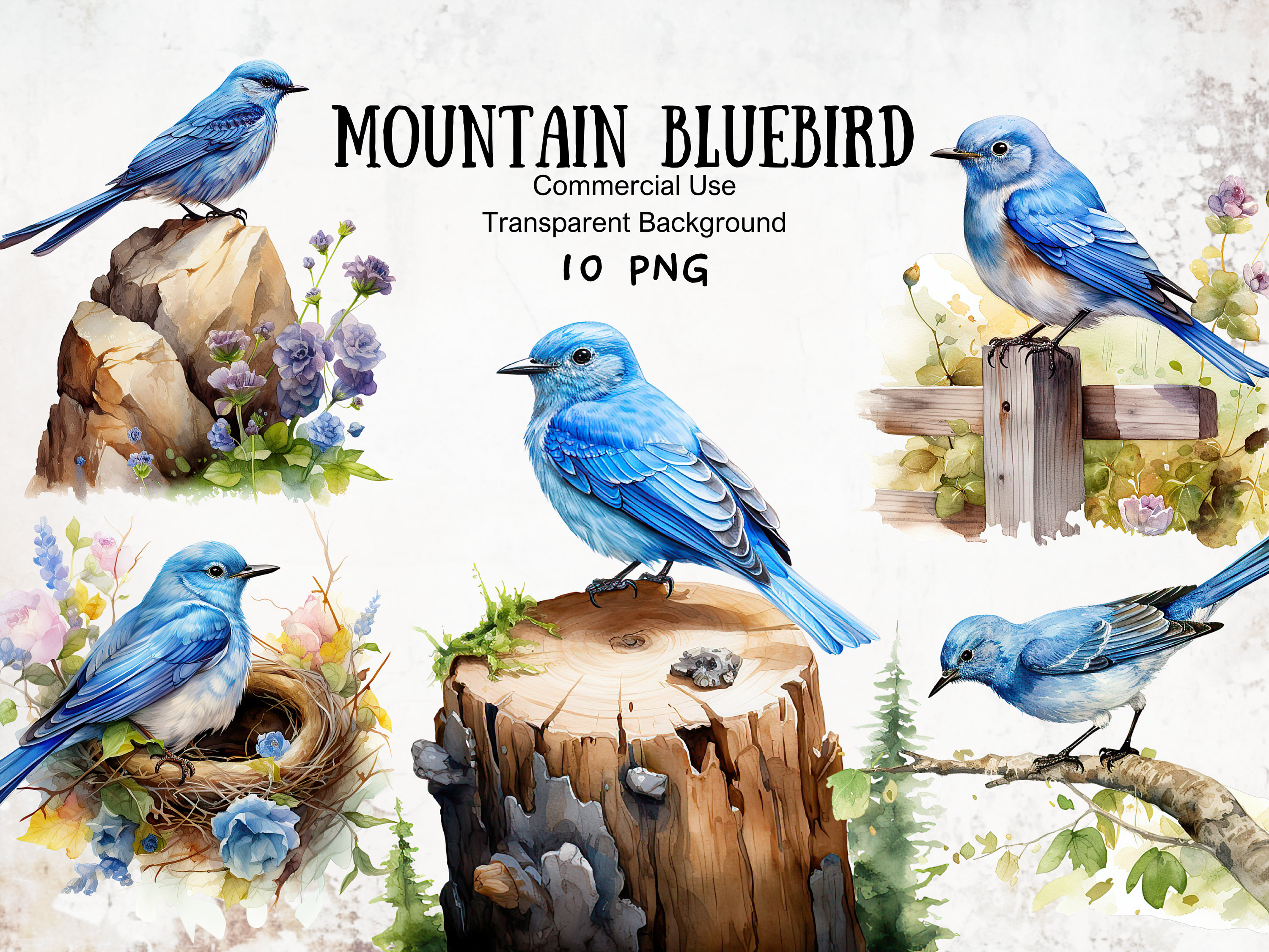 Mountain Bluebird Watercolor Clipart: Whimsical Bird Graphics (digital ...