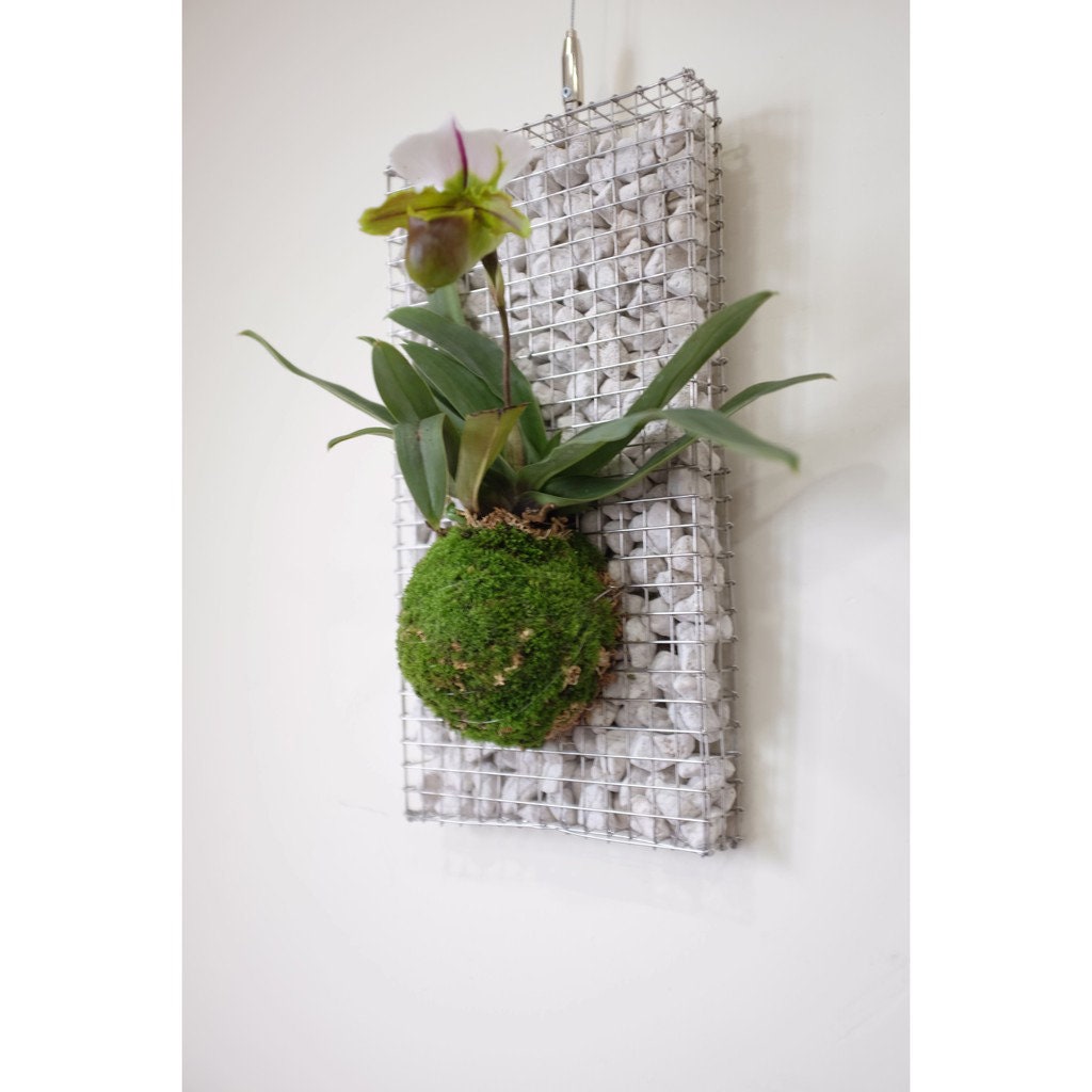 Staghorn Fern Wall Mounting Board Orchid Mounting Board - Etsy Australia