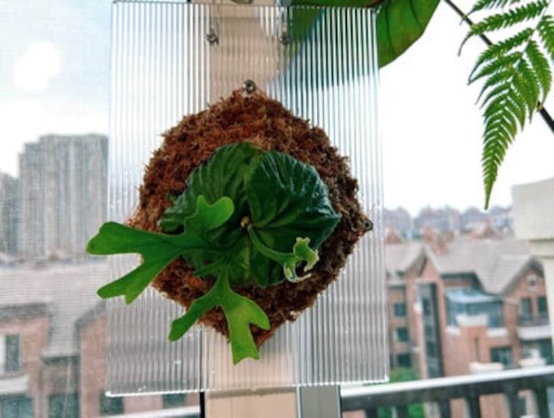 Acrylic Mounting Board for Staghorn Fern Elk Horn Fern - Etsy