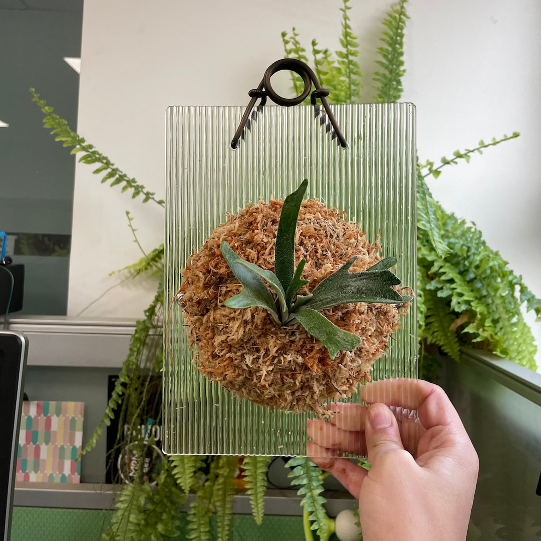 Acrylic Mounting Board for Staghorn Fern Elk Horn Fern - Etsy