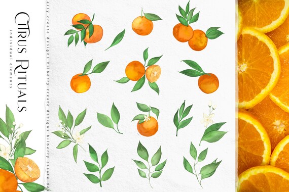 Watercolor Orange Clipart Citrus Fruit Clip Art Flowers - Etsy