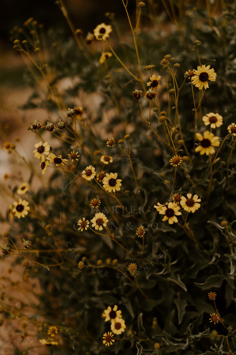 Yellow Desert Flower Landscape Printable Wall Art Instant Download - Etsy