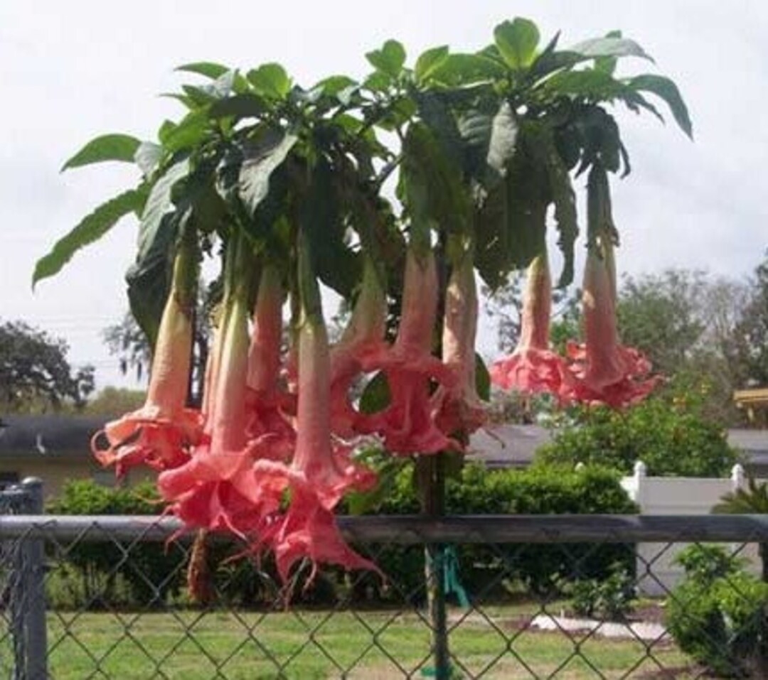 PINK Perfection~~angels Trumpet Brugmansia Tropical Plant~~beautiful ...