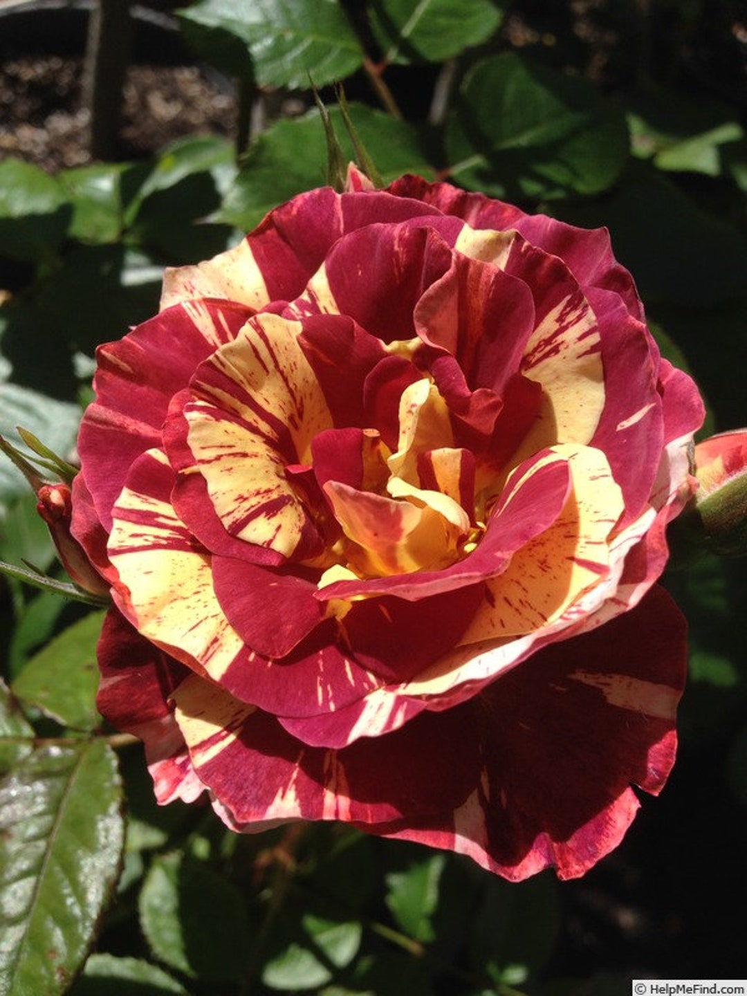 TROPICAL LIGHTNING fully Grown Blooming Size Rose Bush Plant - Etsy
