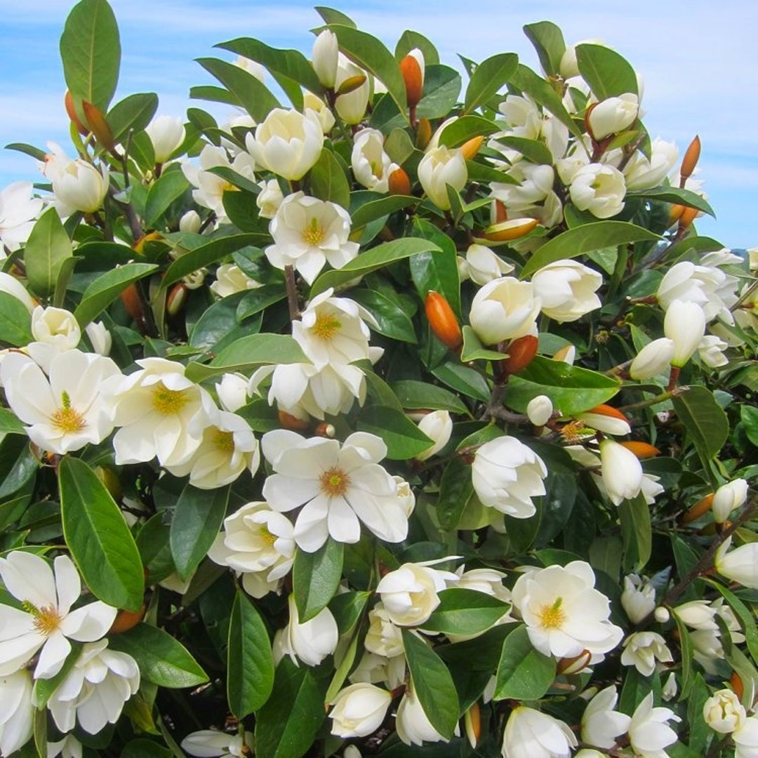 Fairy Cream~michelia Doltsopa Magnolia Tree~cream Fragrant Blooms! Well ...