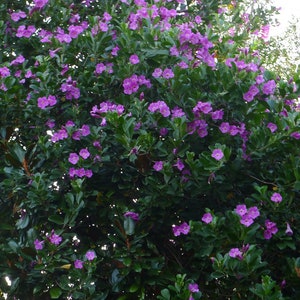 Saritaea Magnifica Glow Vine Rooted STARTER Plant~~extremely Rare Plant ...