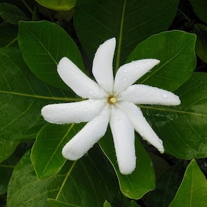 SINGLE Tahitian Gardenia Taitensis Jasminoides Plant~intensely Fragrant ...